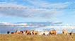 Iowa Beef Center | Iowa State University