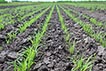 Iowa Beef Center | Iowa State University